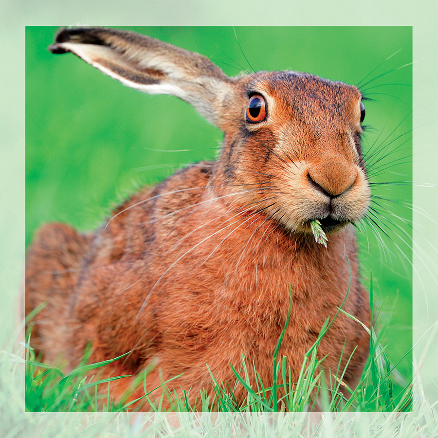 Inspiration Greeting Card Keeping an Ear to the Ground (Brown Hare ...