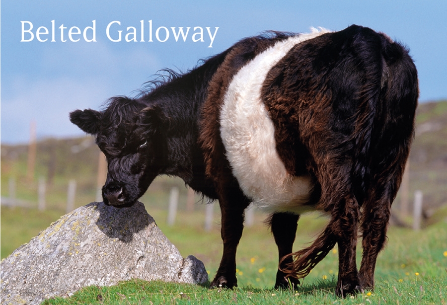 Medium Postcard Belted Galloway pack of 50 - Island Blue