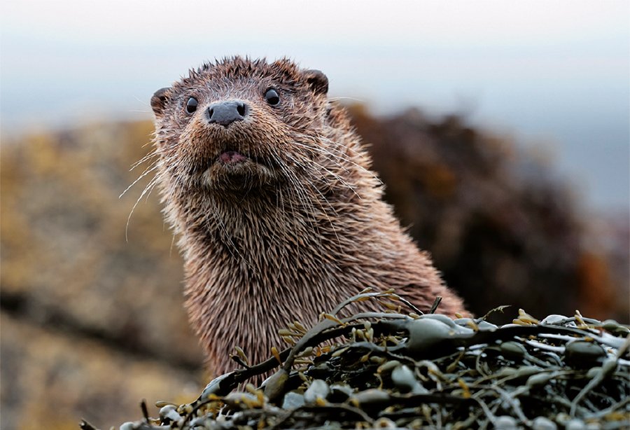 Photographic Magnet Otter pack of 5 - Island Blue