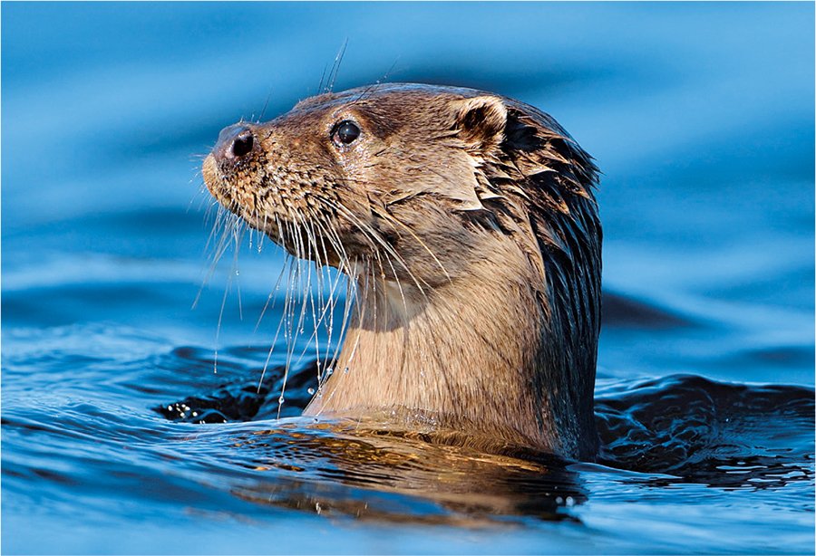 Photographic Magnet Otter pack of 5 - Island Blue
