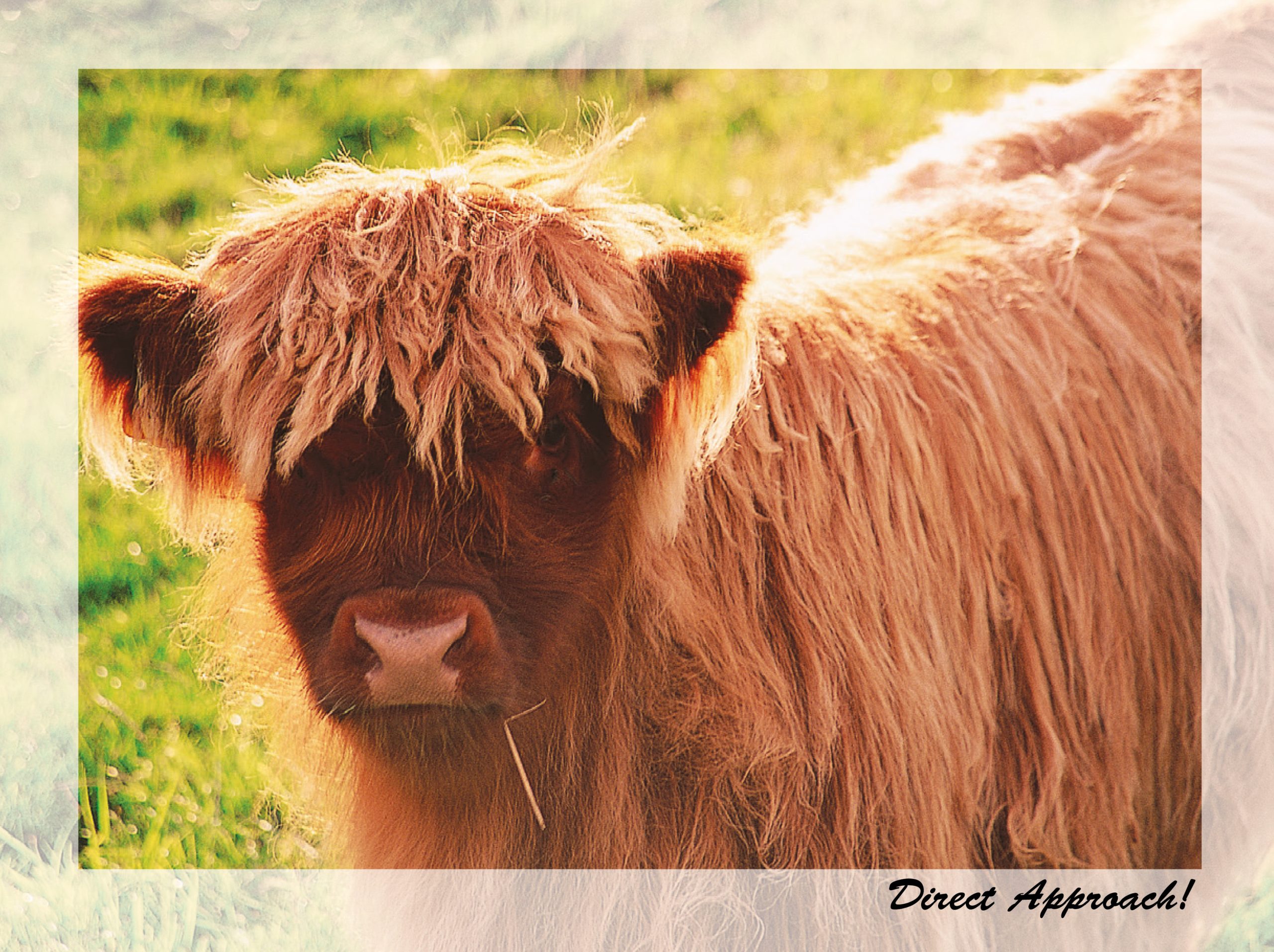 SN Greeting Card Direct Approach - Island Blue