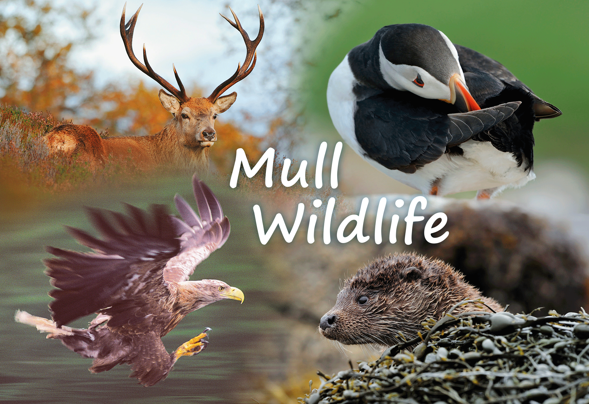 Medium Postcard Mull Wildlife pack of 50 - Island Blue